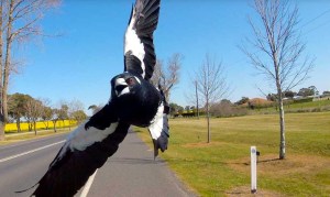 How to stay safe during magpie swooping season – Bulli & Clifton Times