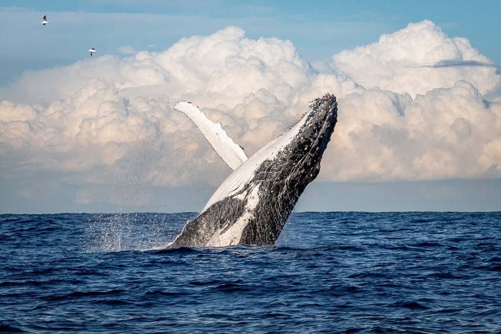 Illawarra gears up for humpback migration with expanded disentanglement ...