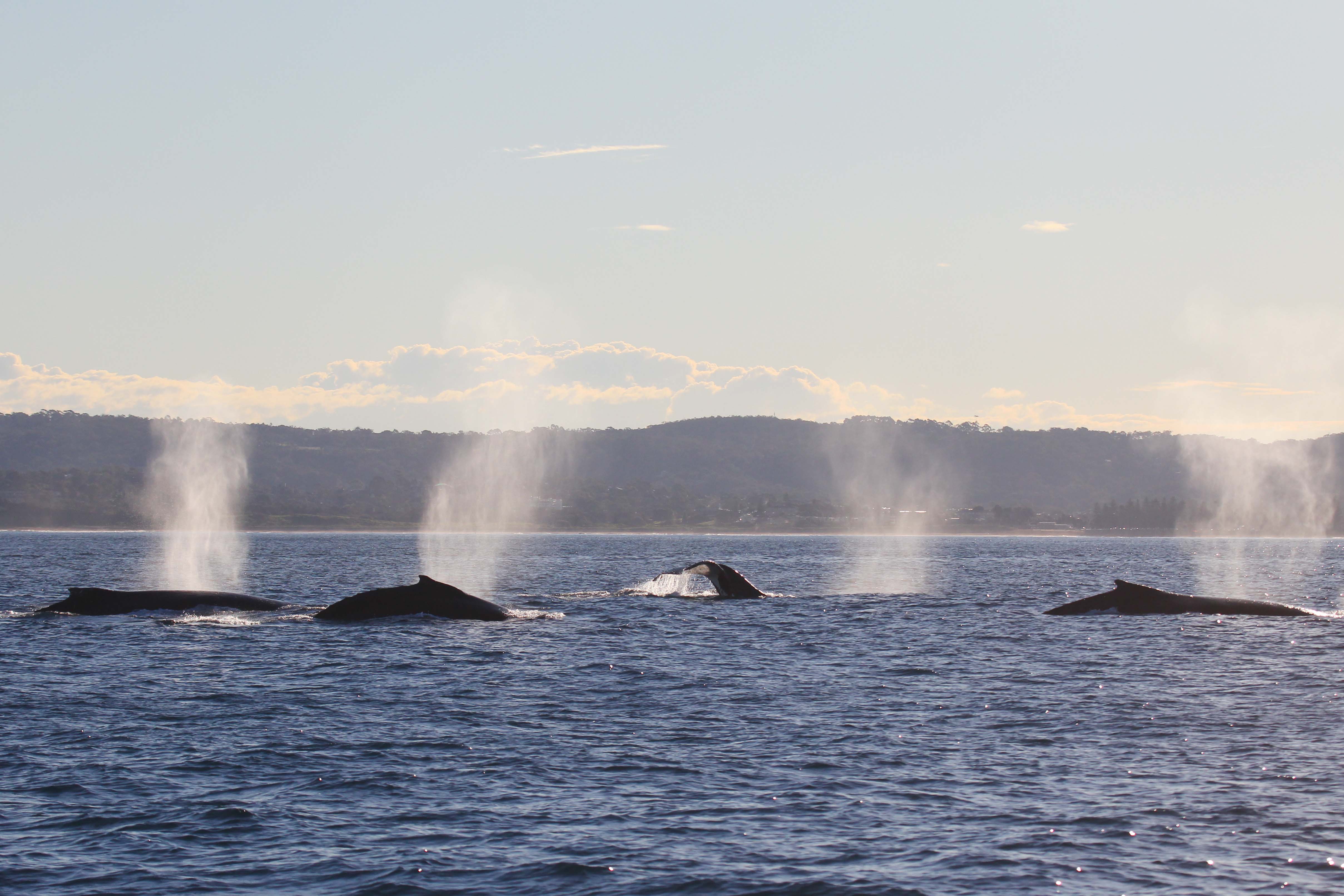 Illawarra gears up for humpback migration with expanded disentanglement ...