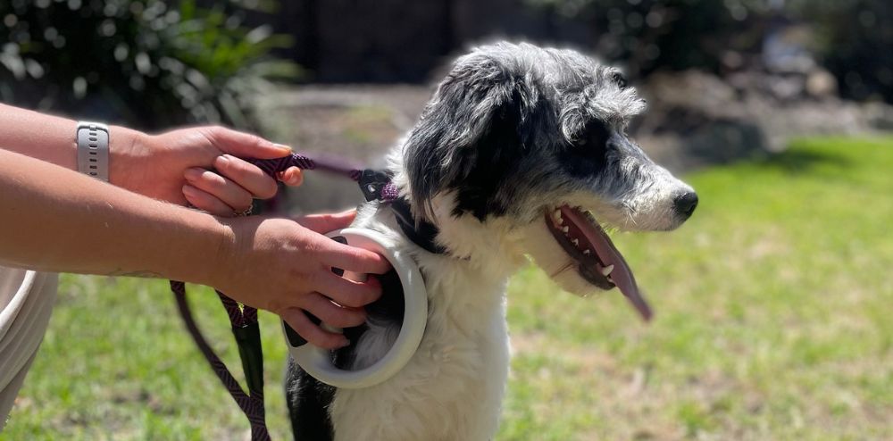 Microchipping helps keep tabs on your pet – Bulli & Clifton Times